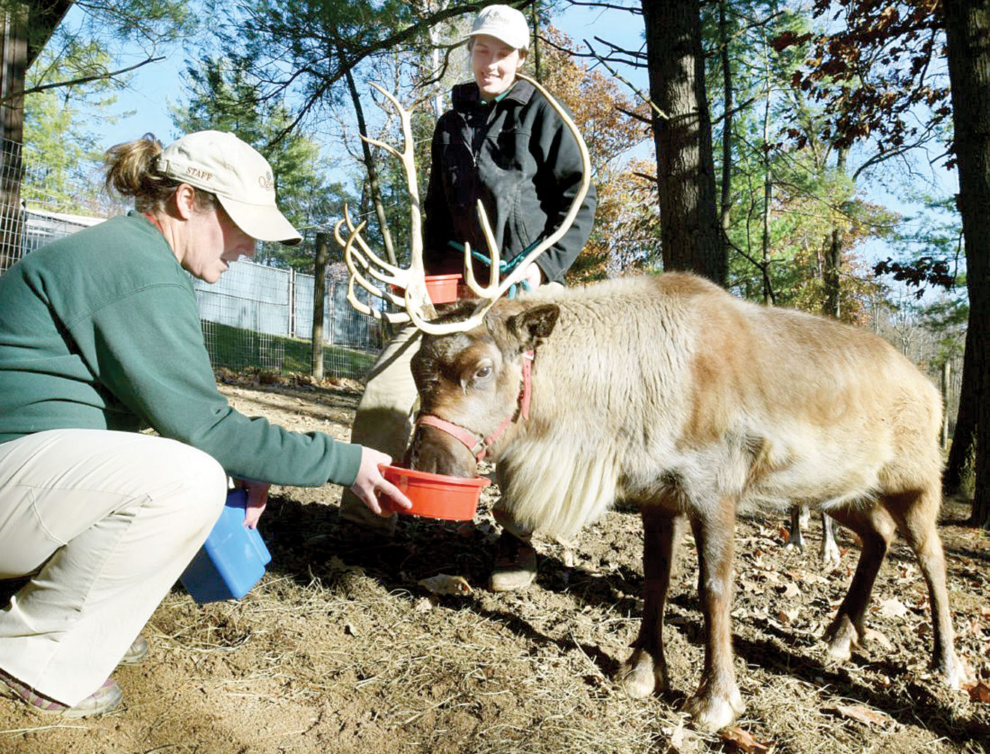 Good Zoo offers new reindeer exhibit, encounter | News, Sports, Jobs ...